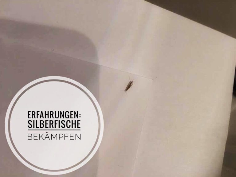 Larven Silberfische Eier
