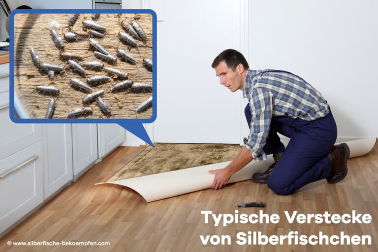 Silberfische Nest Finden